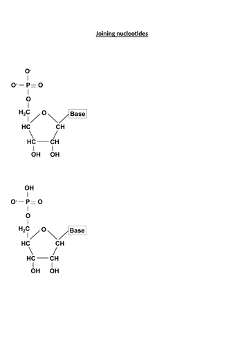 Nucleotides, DNA, Transcription and Translation - OCR A level Biology ...