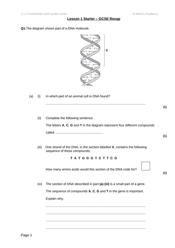 Nucleotides, DNA, Transcription and Translation - OCR A level Biology ...