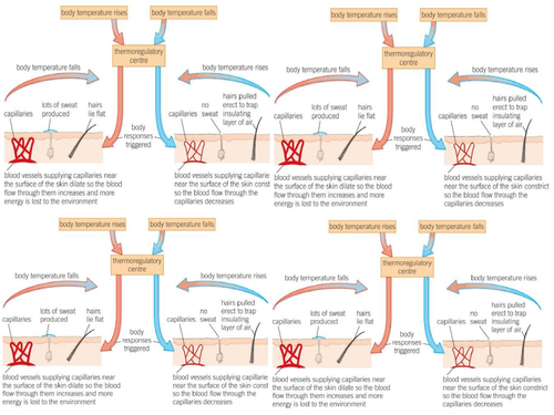 AQA GCSE Biology (9-1) B12.1 Controlling body temperature FULL LESSON ...