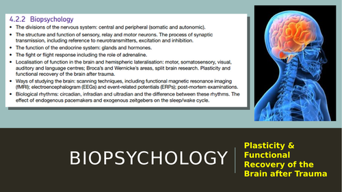 AQA A Level Psychology- Plasticity & Functional Recovery of the Brain ...