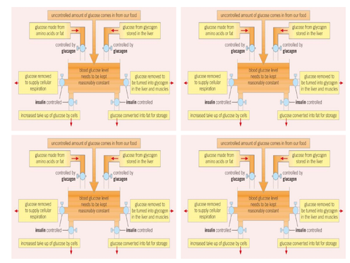 AQA GCSE Biology (9-1) B11.2 The control of blood glucose levels FULL ...