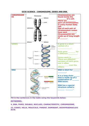 GCSE SCIENCE - DNA, CHROMOSOMES AND GENES. | Teaching Resources