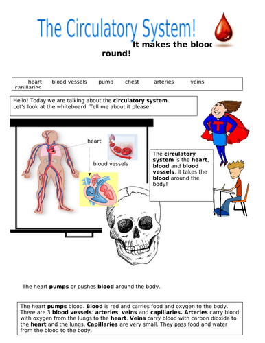 Living Things! Human Body Circulatory System | Teaching Resources