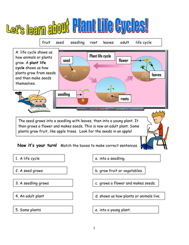 Living Things! Plant Life Cycles | Teaching Resources