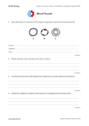 GCSE Bio - Organisation Topic - worksheets + answers pack | Teaching ...
