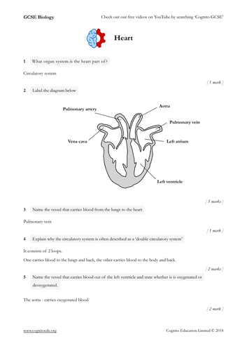 GCSE Bio - Organisation Topic - worksheets + answers pack | Teaching ...