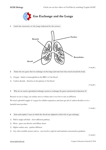 GCSE Bio - Organisation Topic - worksheets + answers pack | Teaching ...