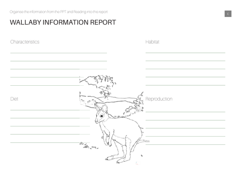 Wallaby Information Text and Reading Comprehension - All About ...