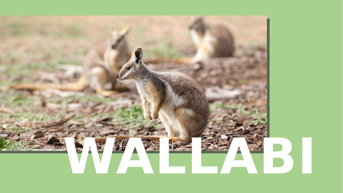 Australian Animals Information Texts | Teaching Resources