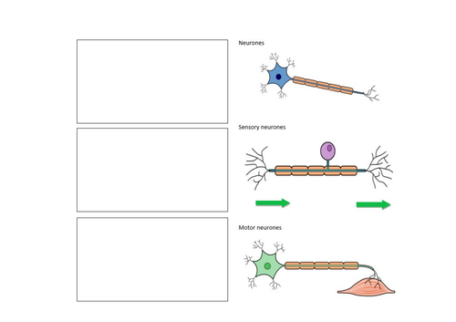 AQA GCSE Biology (9-1) B10.2 The structure and function of the human ...