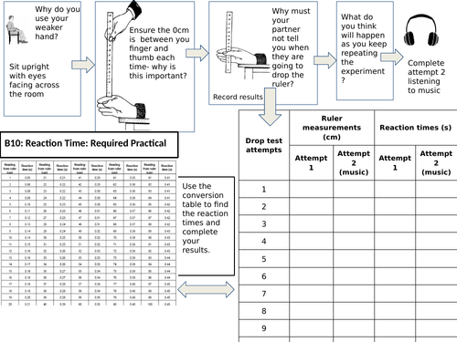 AQA GCSE Biology (9-1) B10.2 The structure and function of the human ...