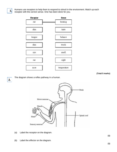 AQA GCSE Biology (9-1) B10.3 Reflex actions FULL LESSON | Teaching ...