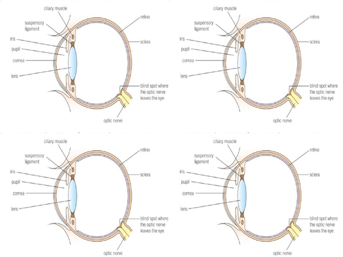 AQA GCSE Biology (9-1) B10.5 The eye FULL LESSON | Teaching Resources