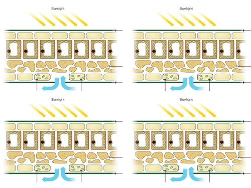 AQA GCSE Biology (9-1) B8 Photosynthesis - ALL LESSONS | Teaching Resources