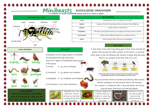Minibeasts Knowledge Organiser! KS1/EYFS | Teaching Resources