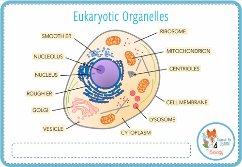 Eukaryotic Organelles EM Pictures - Digital Label Activity (KS4 ...