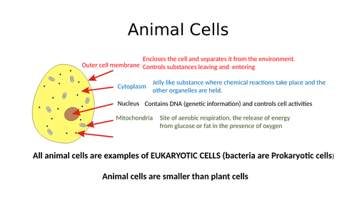 GCSE Animal Cells, Plant Cells and Viruses | Teaching Resources