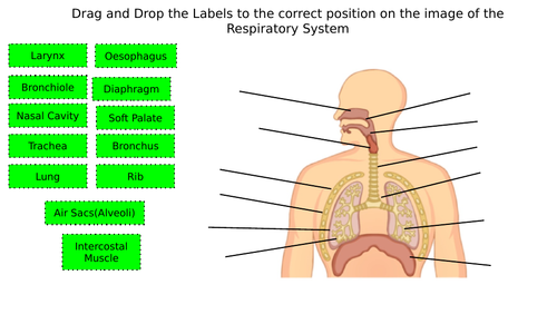 Label the Respiratory System Digital Drag and Drop Activity | Teaching ...