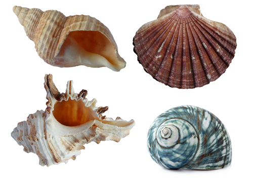 Shell drawing observational reference sheets | Teaching Resources