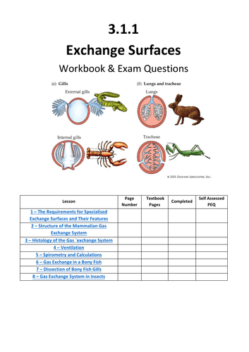 3.1.1 Exchange Surfaces Workbook and Answers | Teaching Resources