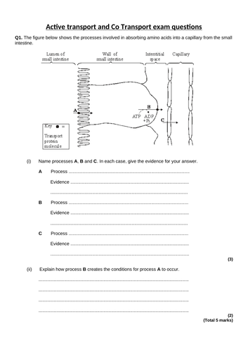 Transport across cell membranes - A Level biology | Teaching Resources