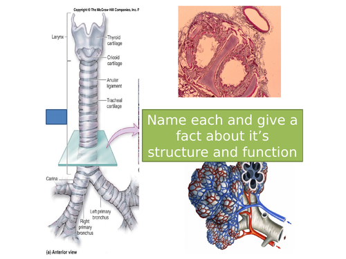 AQA Gas Exchange A Level Biology | Teaching Resources