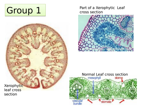 AQA Gas Exchange A Level Biology | Teaching Resources