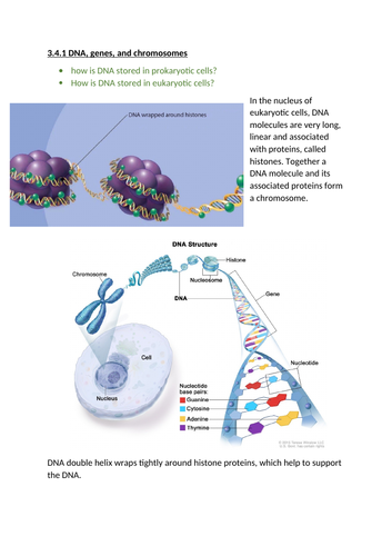 3.4.1 DNA, genes, and chromosomes: revision resource for A level AQA ...