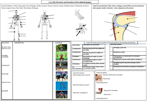 GCSE PE Skeletal System Bundle | Teaching Resources