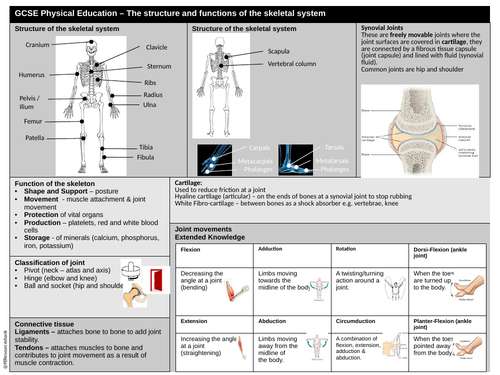 GCSE PE Skeletal System Bundle | Teaching Resources