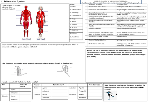 GCSE PE Muscular System Bundle | Teaching Resources GCSE PE Muscular System Bundle | Teaching Resources