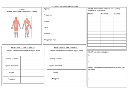 GCSE PE Muscular System Bundle | Teaching Resources