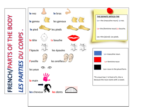 French parts of the body. | Teaching Resources