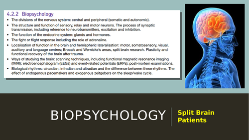 Split Brain Research - AQA A Level Psychology - Biopsychology Topic ...
