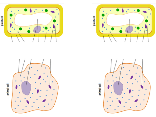 AQA GCSE Biology (9-1) B1.2 Animal and plant cells + Required Practical ...