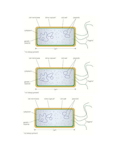 AQA GCSE Biology (9-1) B1.3 Eukaryotic and prokaryotic cells FULL ...