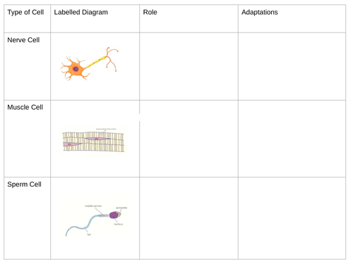 AQA GCSE Biology (9-1) B1.4 Specialisation in animal cells FULL LESSON ...