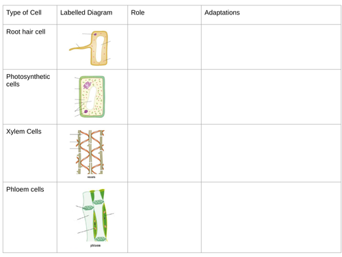 AQA GCSE Biology (9-1) B1.5 Specialisation in plant cells FULL LESSON ...