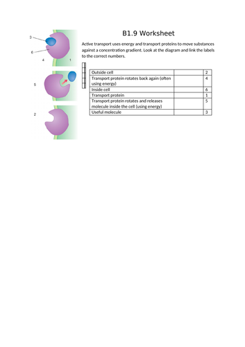 AQA GCSE Biology (9-1) B1.9 Active transport FULL LESSON | Teaching ...