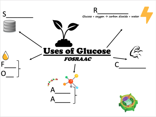 How Plants Use Glucose | Teaching Resources