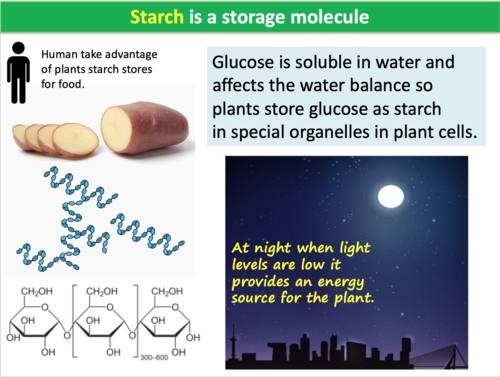 How Plants Use Glucose | Teaching Resources