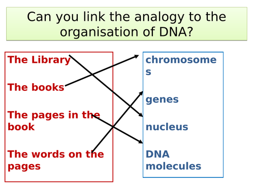 AQA A Level DNA and Protein synthesis | Teaching Resources