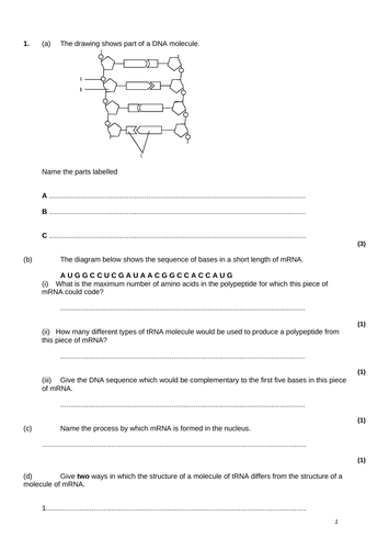AQA A Level DNA and Protein synthesis | Teaching Resources