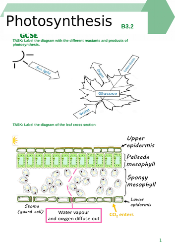 Photosynthesis (KS4) | Teaching Resources