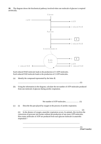 AQA A Level Respiration | Teaching Resources