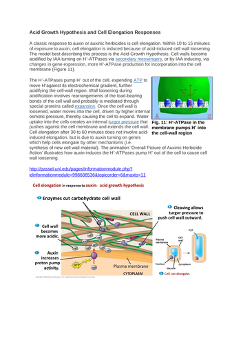 AQA A Level receptors and nervous control | Teaching Resources