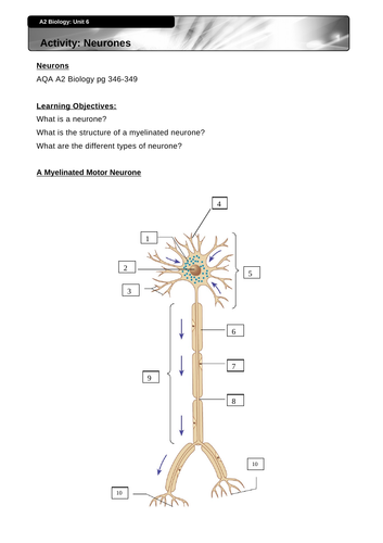 AQA A Level receptors and nervous control | Teaching Resources