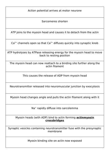 AQa A Level Muscles | Teaching Resources