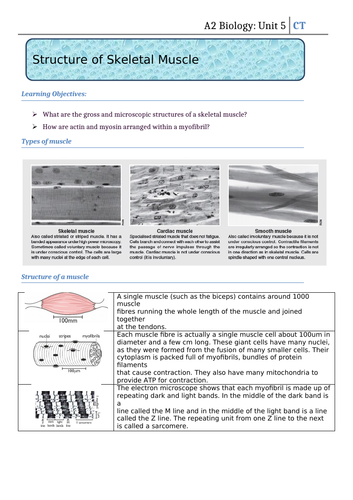 AQa A Level Muscles | Teaching Resources