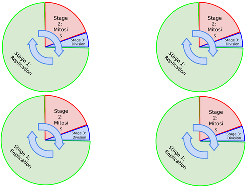 AQA GCSE Biology (9-1) B2.1 Cell division - FULL LESSON | Teaching ...
